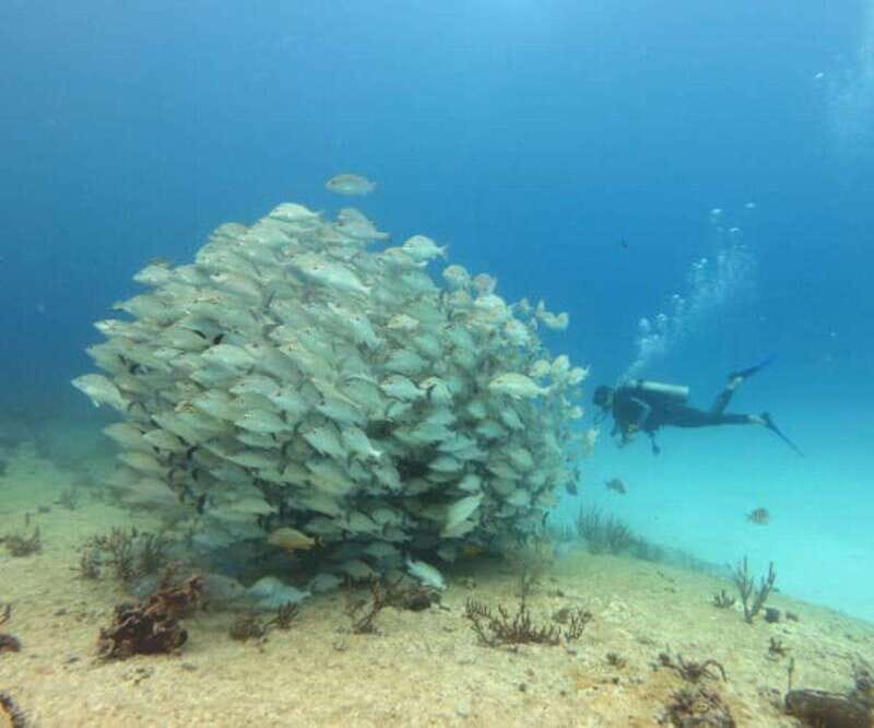 Playa del Carmen: Two Reefs Dives for Certified Divers - Authentic Experiences Shared by Divers