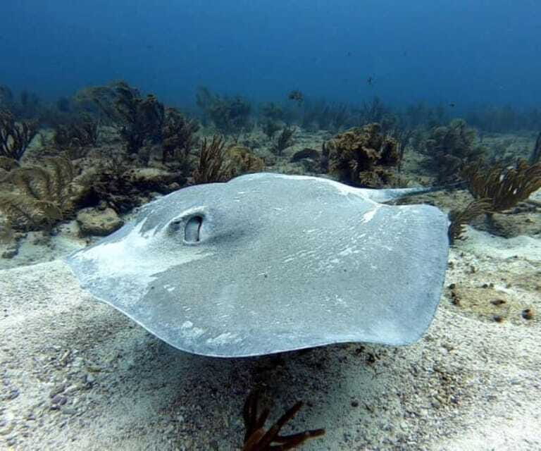 Playa del Carmen: Two Reefs Dives for Certified Divers - Final Thoughts