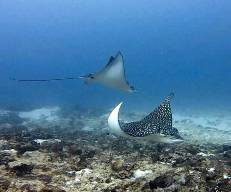 Playa del Carmen: Two Reefs Dives for Certified Divers - Who Should Consider This Tour?