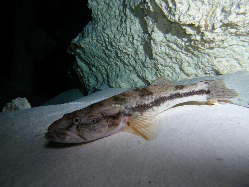 Playa del Carmen: Unforgettable Dive @ Cenote Chikin Ha - Authentic and Practical Considerations