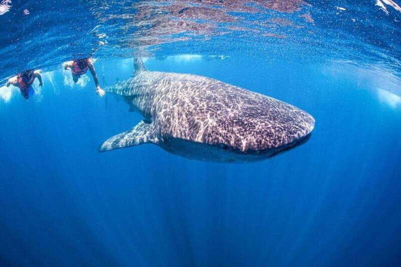 Playa del Carmen:Whale shark Experience in the Caribbean Sea - Playa del Carmen: Whale Shark Experience in the Caribbean Sea — A Detailed Review