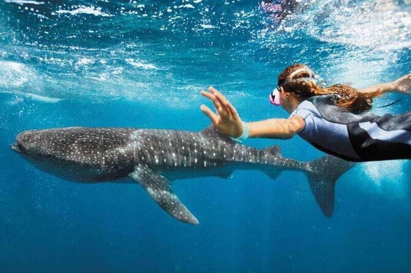 Playa del Carmen:Whale shark Experience in the Caribbean Sea - Key Points