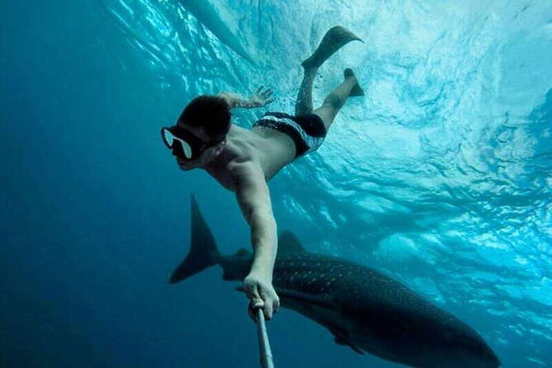 Playa del Carmen:Whale shark Experience in the Caribbean Sea - What the Tour Includes and What Not