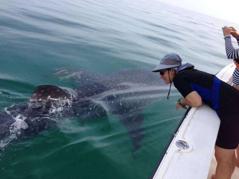 Playa del Carmen:Whale shark Experience in the Caribbean Sea - The Experience: What Reviewers Say