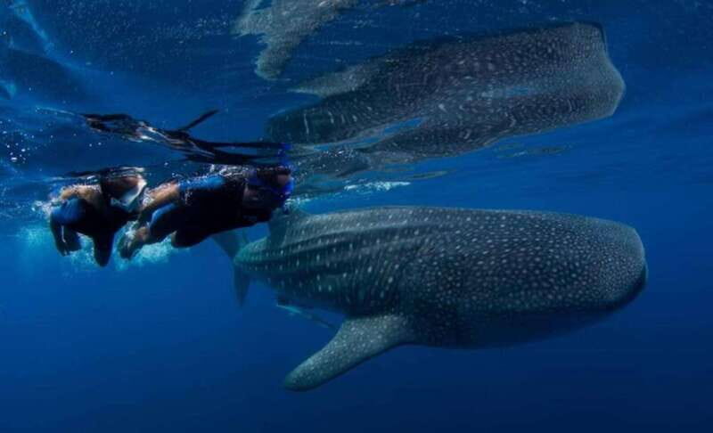 Playa del Carmen:Whale shark Experience in the Caribbean Sea - Transportation, Timing, and Group Size