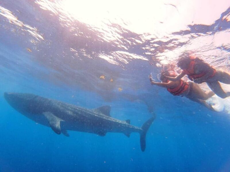 Playa del Carmen:Whale shark Experience in the Caribbean Sea - Practical Tips for Travelers