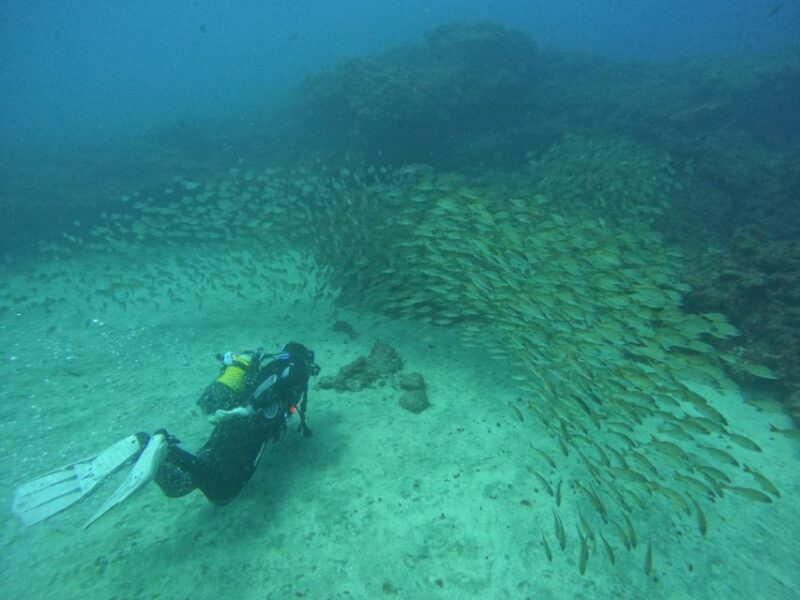 Playa Del Ingles: Discover Scuba Diving - Free Transfers - The Top Highlights of the Tour