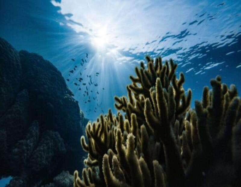 Playa: Diving Local Reef - Key Points
