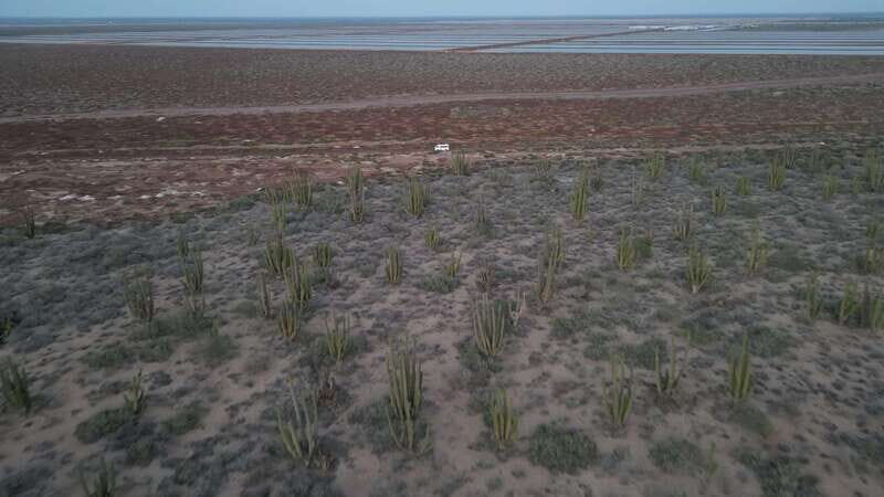 Playa el Cardonal: tour and sandboarding activity in the dunes of Sahuimaro - Flora and Fauna Up Close