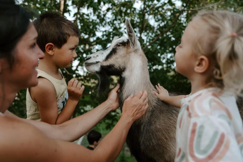 Playful Activities with Animals - Key Points