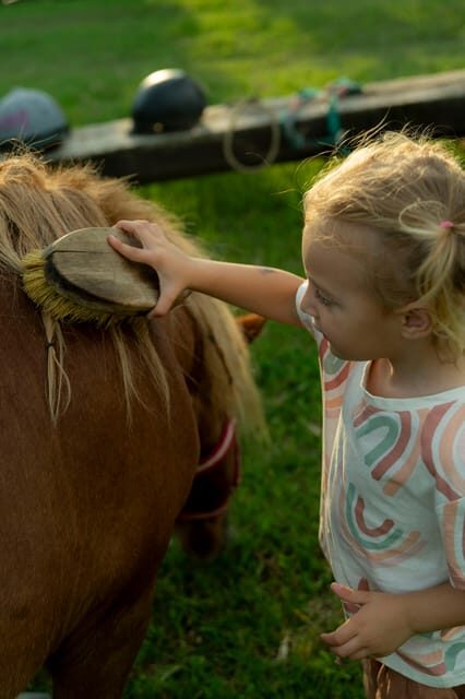 Playful Activities with Animals - What Makes This Experience Stand Out