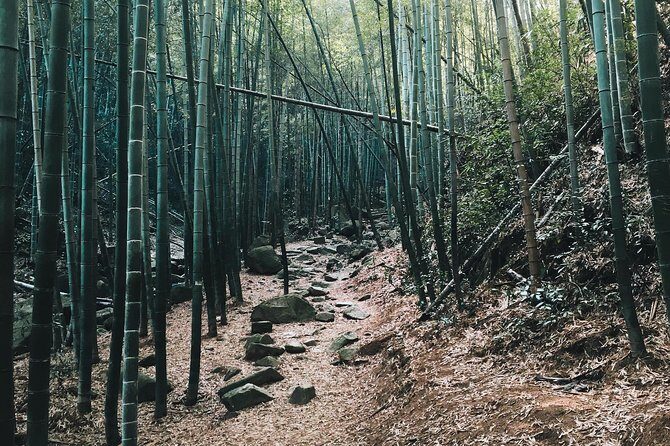 Plog and Hike Mount Mogan Nature Reserve  Guided Outdoor Tour from Hangzhou - Introduction to the Mount Mogan Plog and Hike Tour