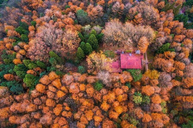 Plog and Hike Mount Mogan Nature Reserve  Guided Outdoor Tour from Hangzhou - The Experience: Details and Value Analysis