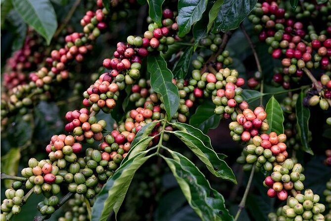 Pluma Hidalgo Coffee Experience - Who Should Consider This Tour?