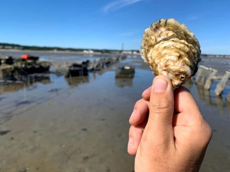 Plymouth: Oyster Farm Boat Tour with Tasting - What Makes This Tour Special?
