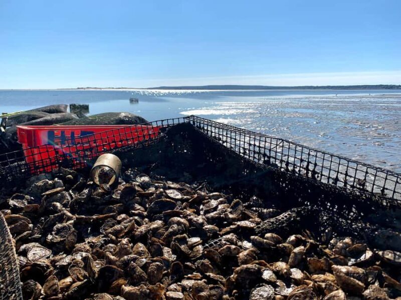 Plymouth: Oyster Farm Boat Tour with Tasting - The Sum Up