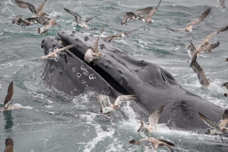Plymouth: Whale Watching Cruise - The Experience in Detail