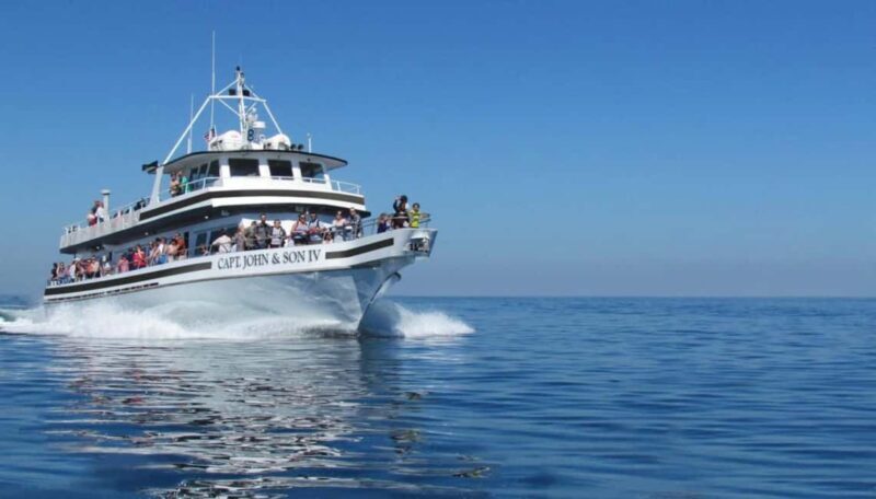 Plymouth: Whale Watching Cruise - Who Will Love This Tour?
