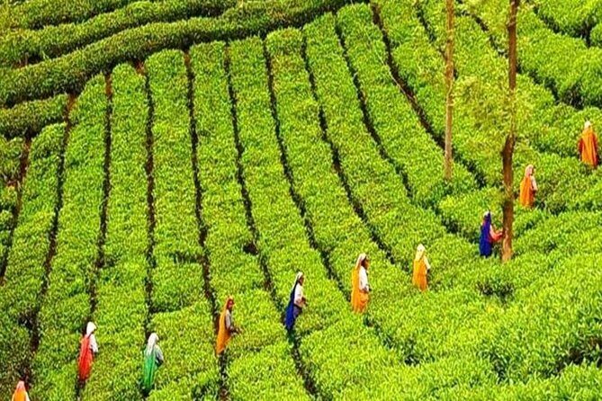 Pocket Friendly Package - A Closer Look at the 4-Day Kerala Experience