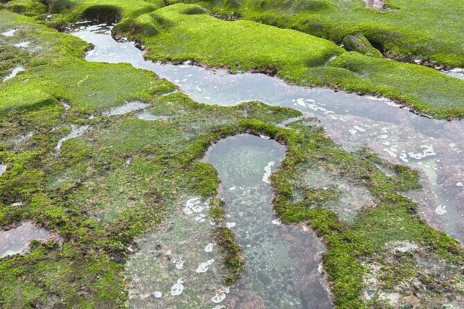 Point Loma Tide Pool Tour - Starting at Cabrillo National Monument