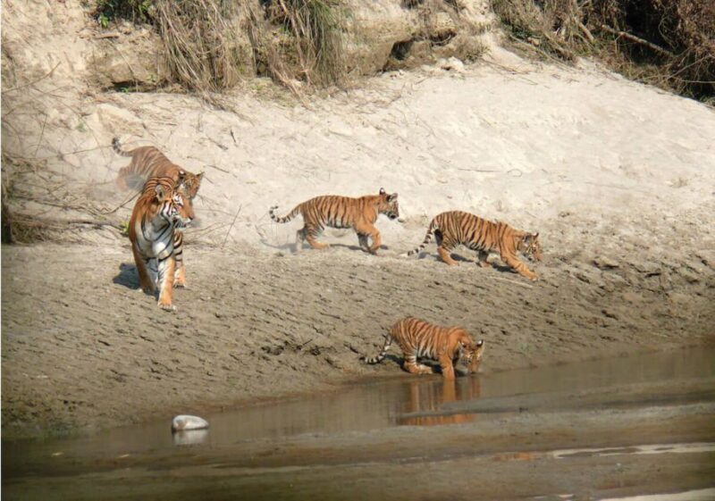 Pokhara: 1 Night 2 Day Chitwan Safari Tour - Introduction to the Safari Tour