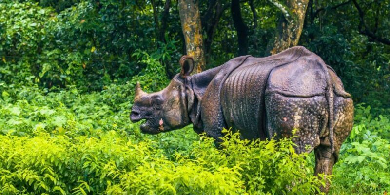 Pokhara: 1 Night 2 Day Chitwan Safari Tour - Why This Tour Delivers Great Value