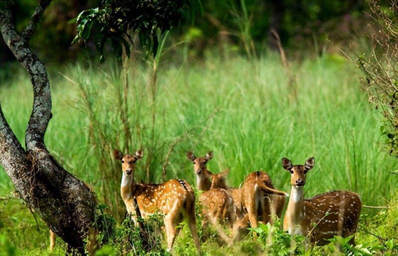 Pokhara: 1 Night 2 Day Chitwan Safari Tour - Final Thoughts: Who Will Love This Tour?