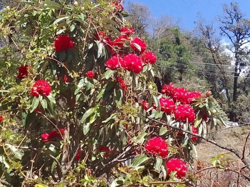 Pokhara: 3-Day Ghorepani, Poon Hill and Ghandruk Guided Trek - Food and Accommodation
