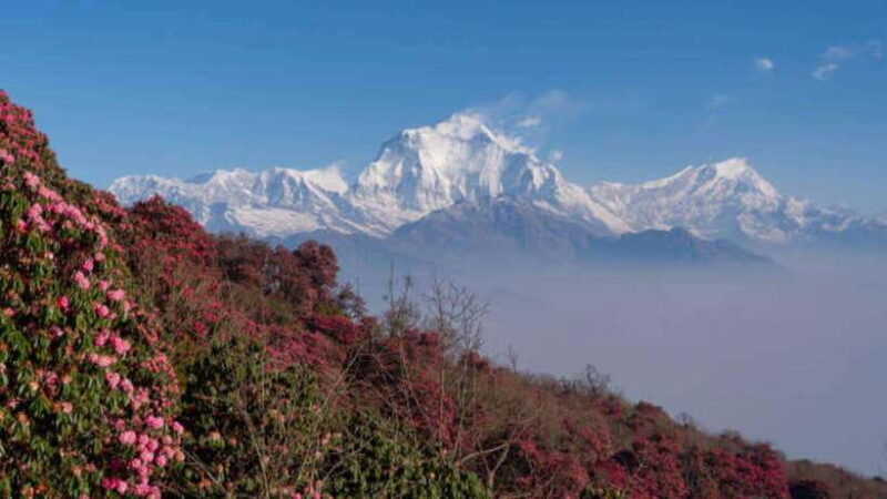 Pokhara: 3-Days Trekking to Poon Hill - The Transportation and Guides