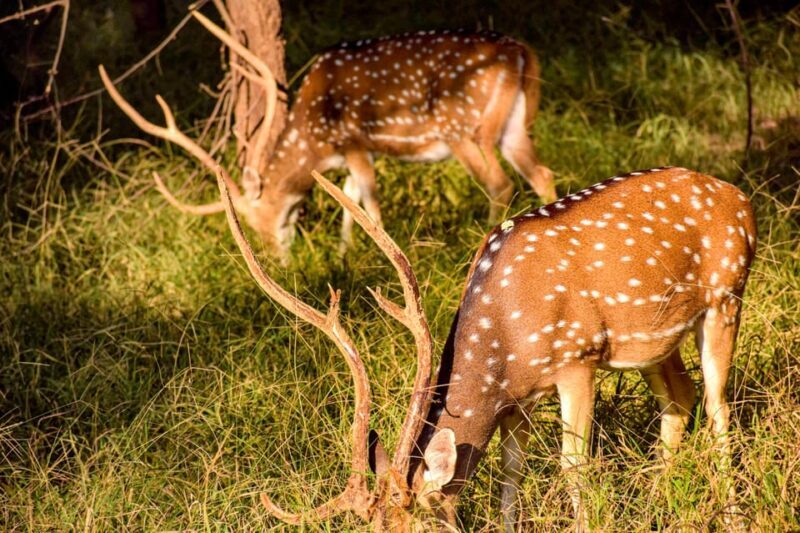 Pokhara : 4 Day Lumbini and Chitwan Safari Tour By Car - Setting the Scene: What This Tour Offers