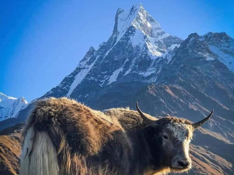 Pokhara: 4-Day Mesmerizing Mardi Himal Guided Trek - A Practical Overview of the Mardi Himal Trek