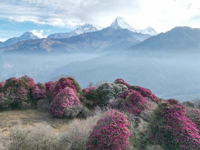 Pokhara: 7-Day Annapurna Base Camp Via PoonHill & Hot Spring - The Value in Context