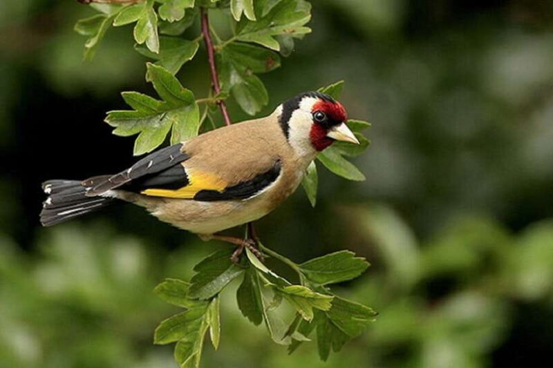 Pokhara: Annapurna Day Hike with Panoramic Views - Final Thoughts