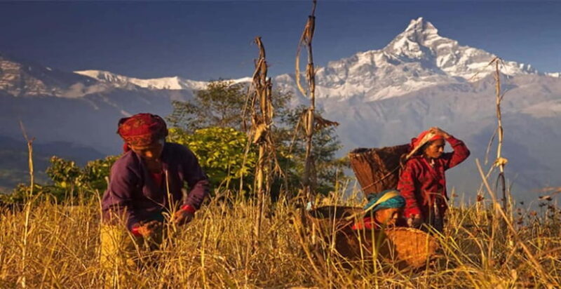 Pokhara: Day Hiking to Australian Base Camp with Lunch - FAQs