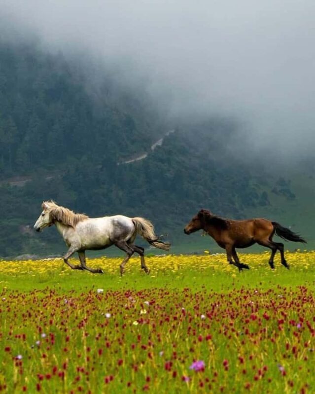 Pokhara: Dhorpatan 2-Day Jeep Tour with lady Guide - Practical Tips for Travelers