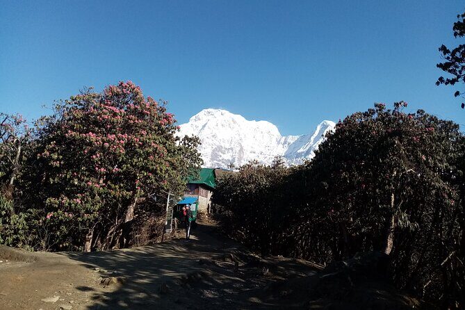 Pokhara: Guided Mardi Himal Base Camp 4500 M Trek - Final Thoughts: Is This Trek Right for You?