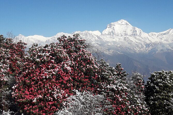 Pokhara: Poon Hill Ghorepani Short Trek - The Sum Up: Who Will Love This Trek?