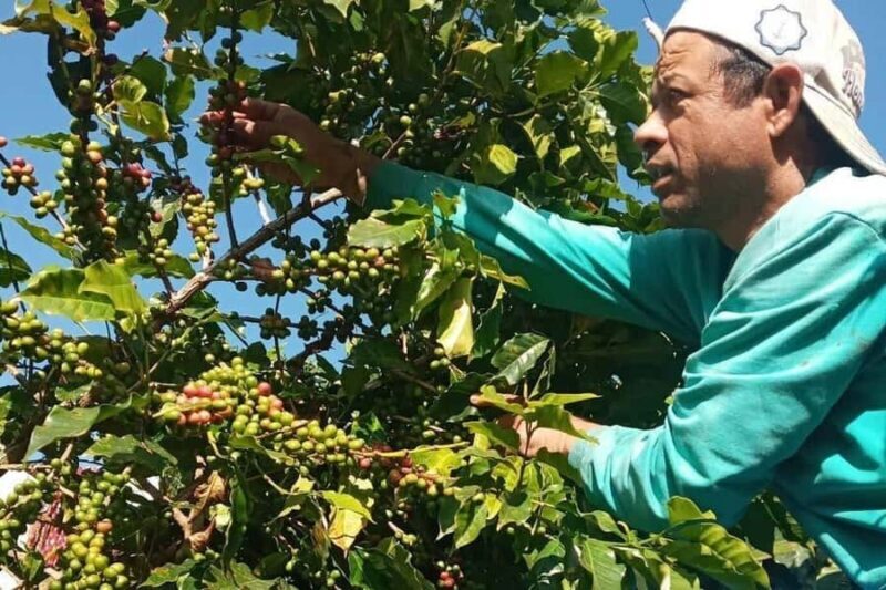 Pokhara: Sarangkot Village Coffee Culture & Local Life Hike - Key Points