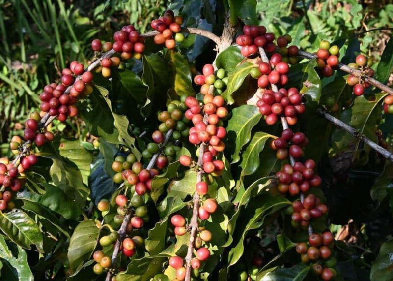 Pokhara: Sarangkot Village Coffee Culture & Local Life Hike - FAQ