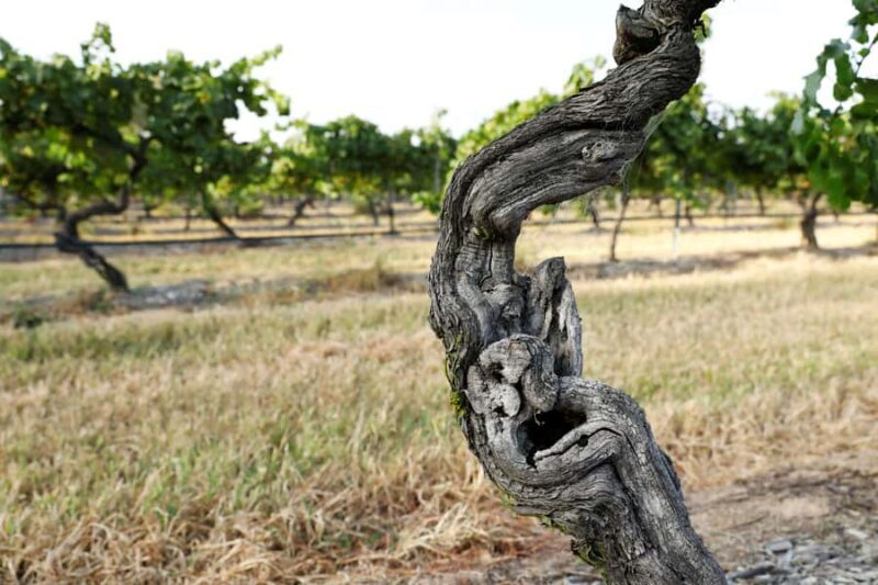 Pokolbin: The Mother Vine Experience | Tour and Wine Tasting - A Deep Dive into the Experience