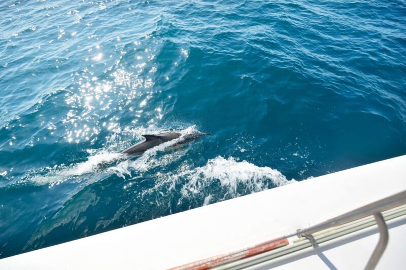 Pollença: Dolphin Watching Boat Excursion - Key Points