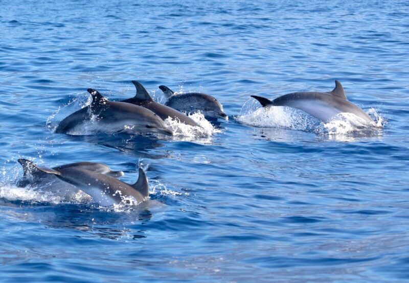 Pollença: Dolphin Watching Boat Excursion - Introduction to the Experience