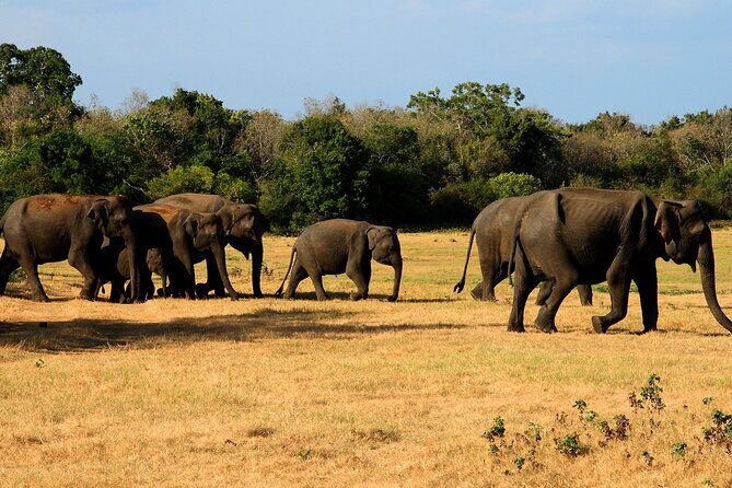 Polonnaruwa Ancient City And Habarana Day Tour From Sigiriya - Who Should Consider This Tour?