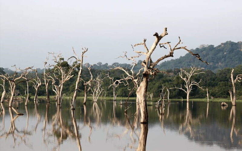 Polonnaruwa Ancient City and Wildlife Safari from Dambulla - Final Thoughts