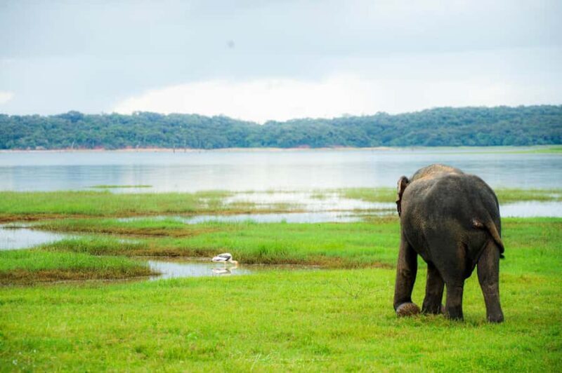 Polonnaruwa Ancient City & Minneriya Safari Full-Day Tour - Why Choose This Tour?