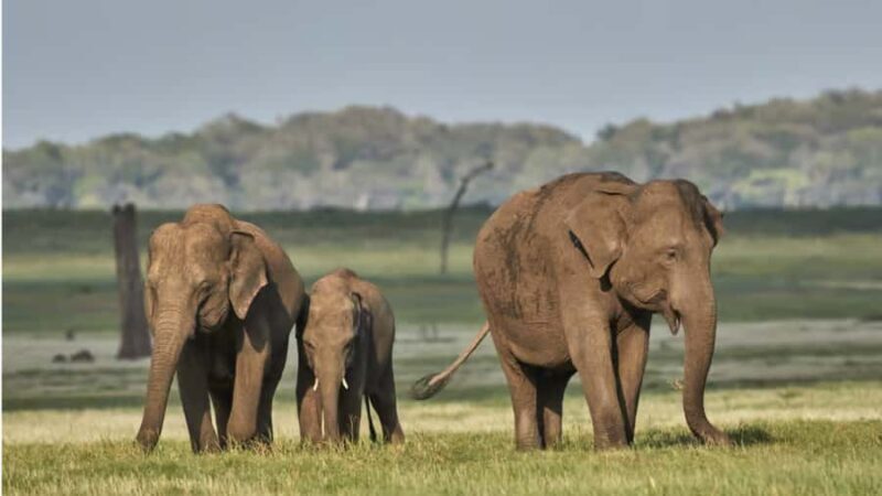 Polonnaruwa Cycling: Paddy-Field Lunch with Eco Park Safari - FAQ