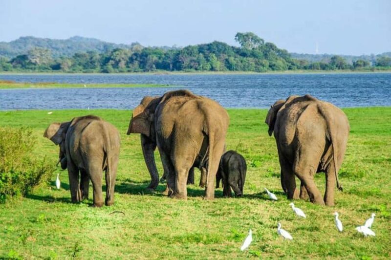 Polonnaruwa: Danigala Hike, Maduru Oya Safari and Kandy Drop - A Full-Day Adventure: What to Expect