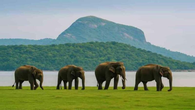 Polonnaruwa: Danigala Hike, Maduru Oya Safari and Kandy Drop - The Authenticity and Experience