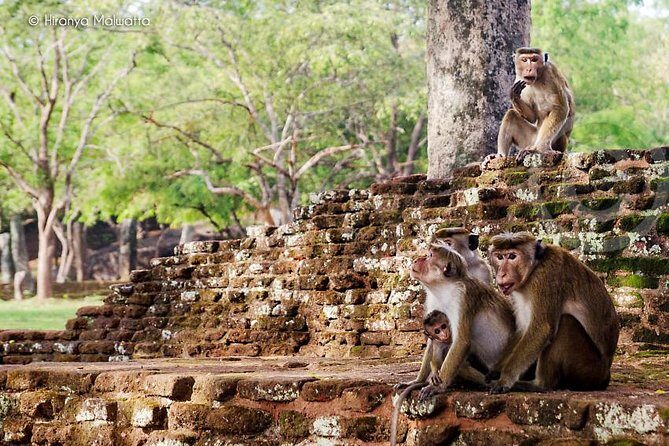Polonnaruwa Day Tour From Kandy - The Itinerary in Detail