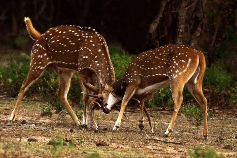 Polonnaruwa: Maduru Oya Safari & Danigala Hike with Lunch - What to Expect on This Day Out